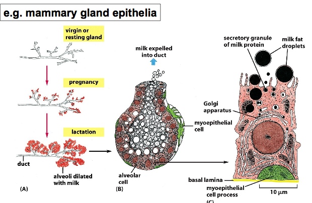 [bio230] Lecture 04 Tissue Morphogenesis